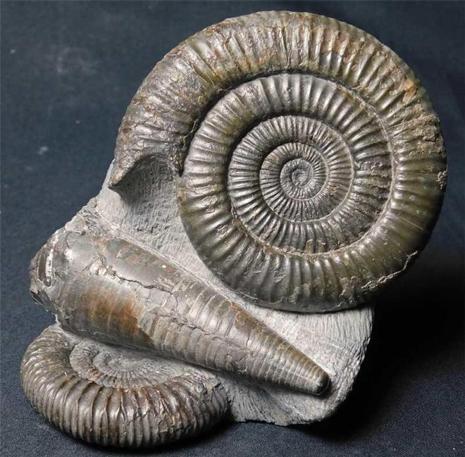 UK fossils including British ammonites - Fossils Direct