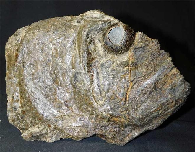 UK fossils including British ammonites - Fossils Direct