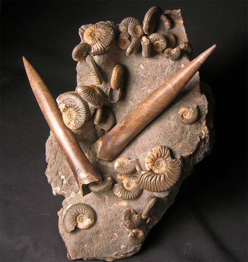 UK fossils including British ammonites - Fossils Direct