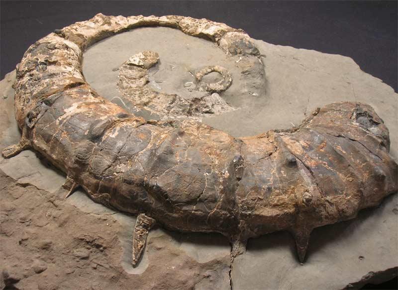 UK fossils including British ammonites - Fossils Direct