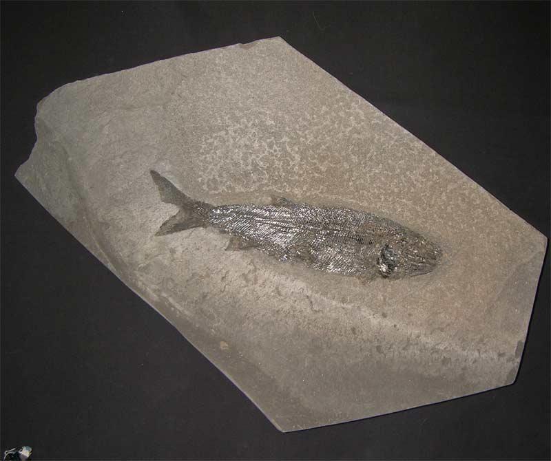 UK fossils including British ammonites - Fossils Direct