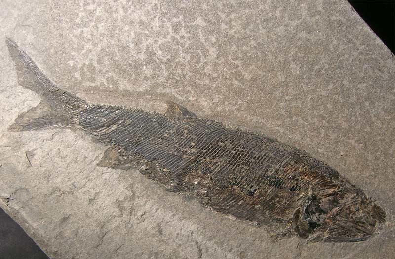 UK fossils including British ammonites - Fossils Direct