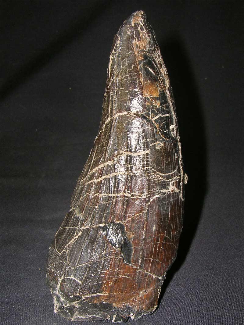 UK fossils including British ammonites - Fossils Direct